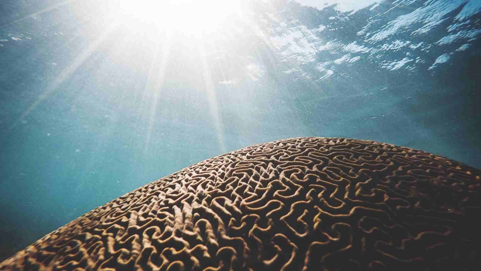 Psychology of Giving: What Encourages Donors to Give?